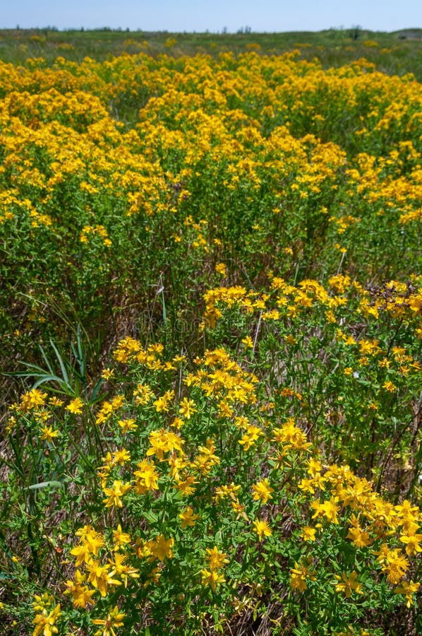 Hypericum Perforatum - Extensive Thickets of Medicinal Plants on the ...