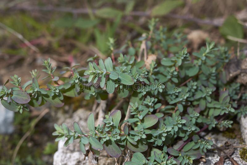 Hypericum Perforatum Fresh Plant Stock Image - Image of perforate ...