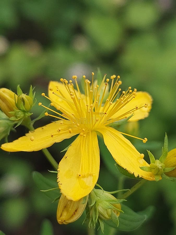 Hypericum perforatum stock image. Image of cammock, flowering - 252038081