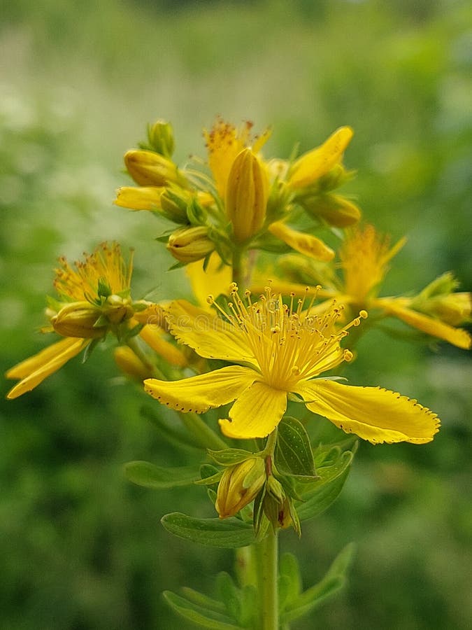 Hypericum perforatum stock photo. Image of herbaceous - 249866594