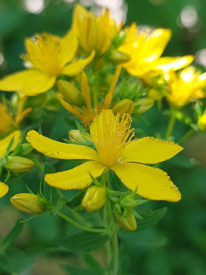 Hypericum perforatum stock photo. Image of lithuania - 250352436