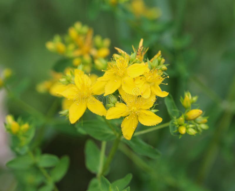Hypericum Perforatum, Known As Perforate St John S-wort, Common Saint ...