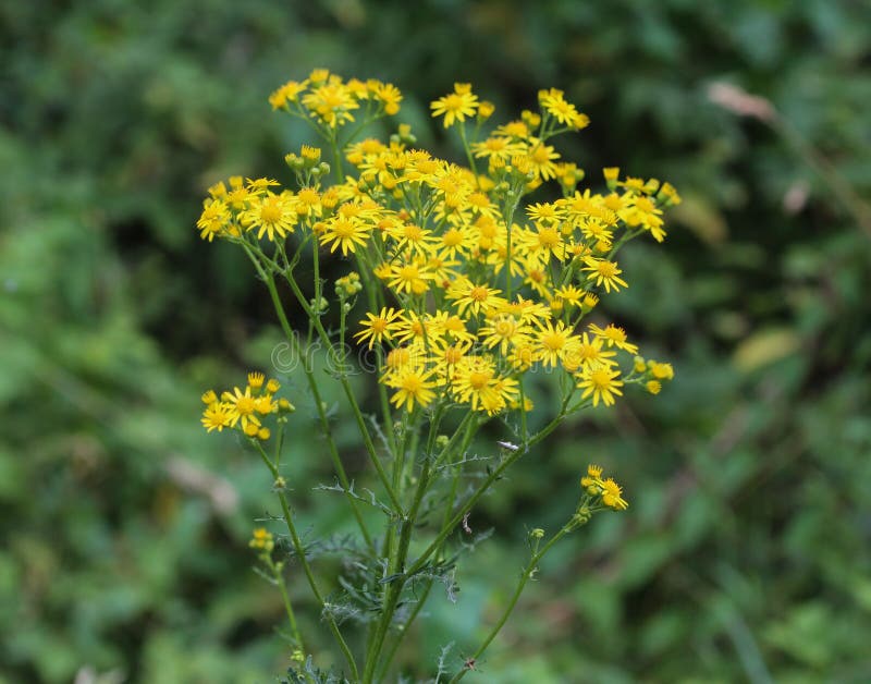 Hypericum Perforatum, Known As Perforate St John S-wort, Common Saint ...