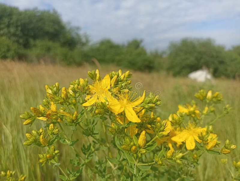 Hypericum Perforatum, Known As Perforate St John S-wort Stock Photo - Image of closeup, herb ...