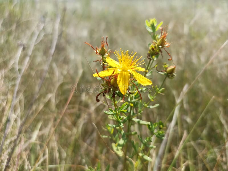 Hypericum Perforatum, Known As Perforate St John S-wort Stock Image ...