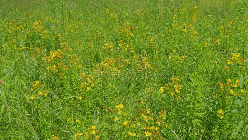 Hypericum Perforatum, Known As Perforate St John S-Wort. Species of ...