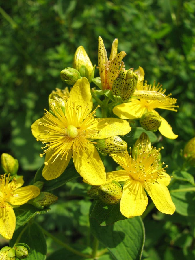 Hypericum perforatum stock photo. Image of detail, background - 79803782