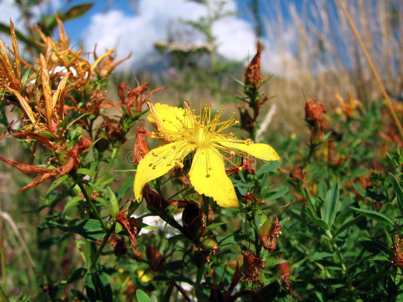 Hypericum Perforatum Flowers Stock Photo - Image of depression ...