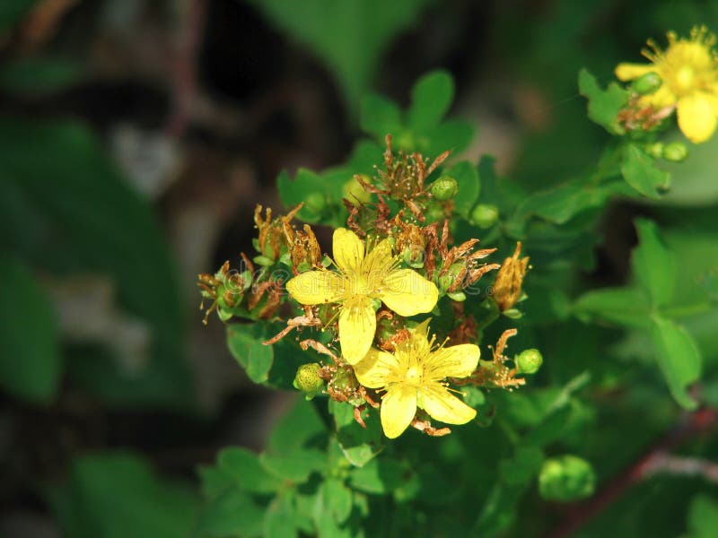 Hypericum perforatum stock photo. Image of botanical - 123050352
