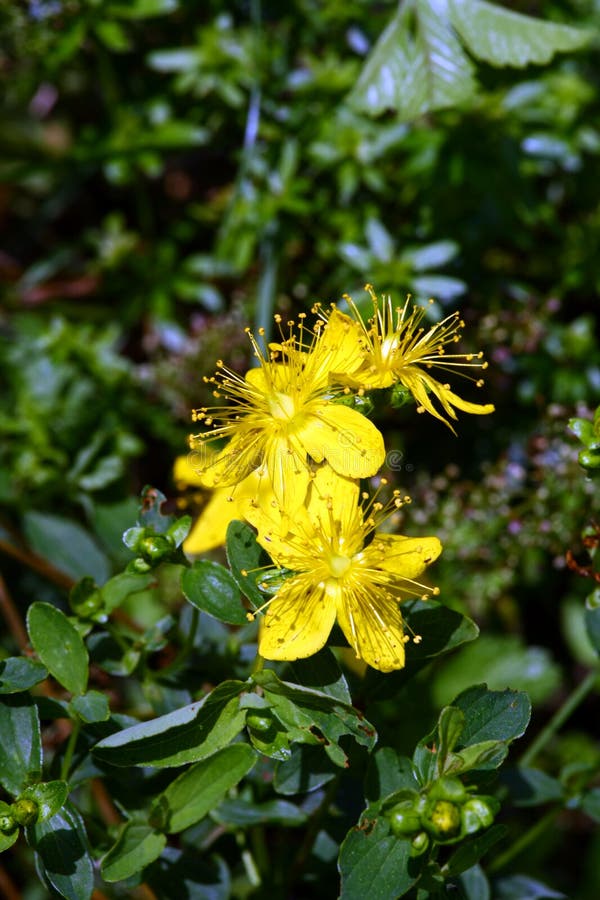 Hypericum Perforatum Flowers Stock Image - Image of plant, nature ...