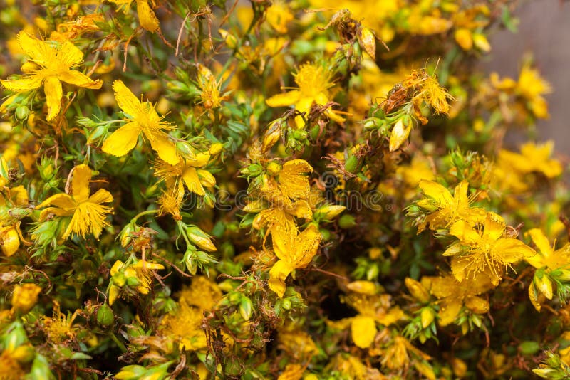 St John S Wort (Hypericum Perforatum) Stock Photo - Image of botany ...
