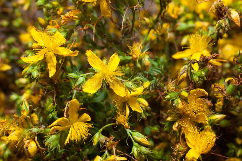 St John S Wort (Hypericum Perforatum) Stock Photo - Image of botany ...