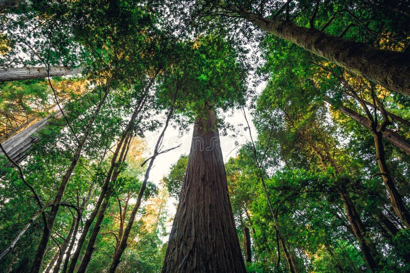 Hyperion Tree, the Tallest Tree in the World, Redwoods National and ...