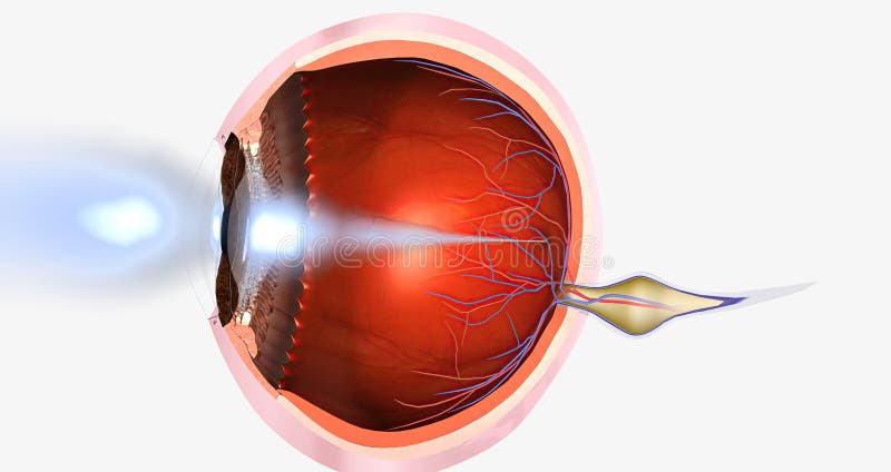 Hyperopia is a Common Visual Condition in Which the Eye S Ability To ...