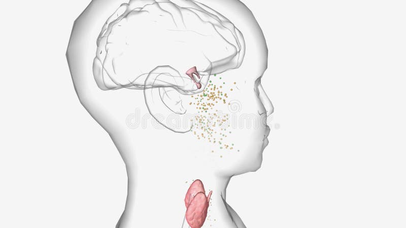 Hyperthyroidism Happens when the Thyroid Gland Makes Too Much Thyroid ...