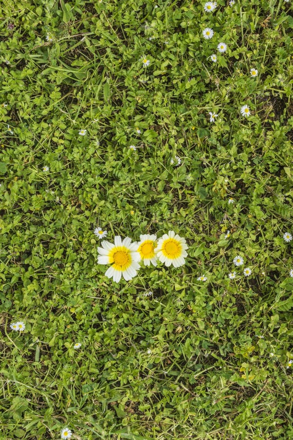 Hyphen and Minus of Flower Alphabet Stock Photo - Image of punctuation ...