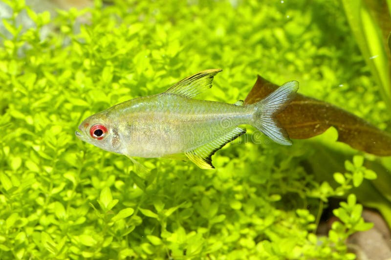Fish in Aquarium-Glass Bloodfish Stock Photo - Image of animal, aquatic ...