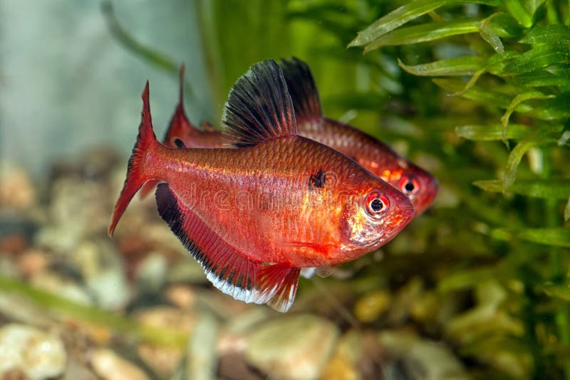 Hyphessobrycon stock photo. Image of aquarium, serape - 45580818