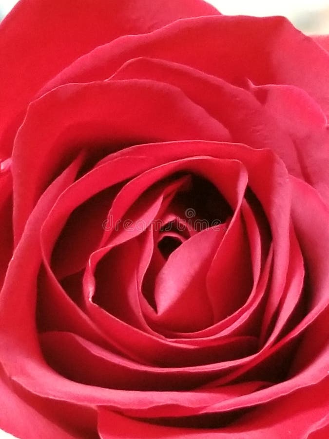 Hypnotic Red Rose Stock Photos - Free & Royalty-Free Stock Photos from ...