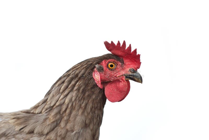 Hypnotized Henne stockbild. Bild von einzeln, tier, orange - 27564049