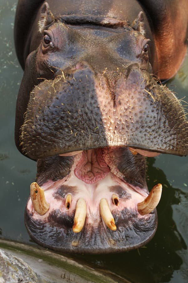 Hypo stock photo. Image of face, head, yawn, tooth, drinking - 12729986