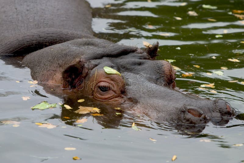 Hypo 3 Picture. Image: 413405