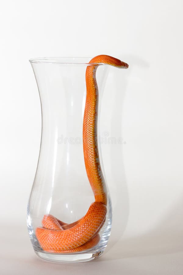 Hypo fire corn snake stock photo. Image of fire, color - 72850344
