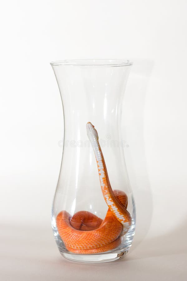 Hypo fire corn snake stock image. Image of hypo, guttata - 78084149