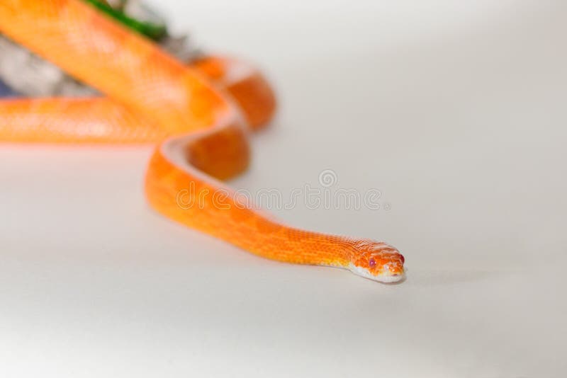 Hypo fire corn snake stock photo. Image of fire, color - 72850344