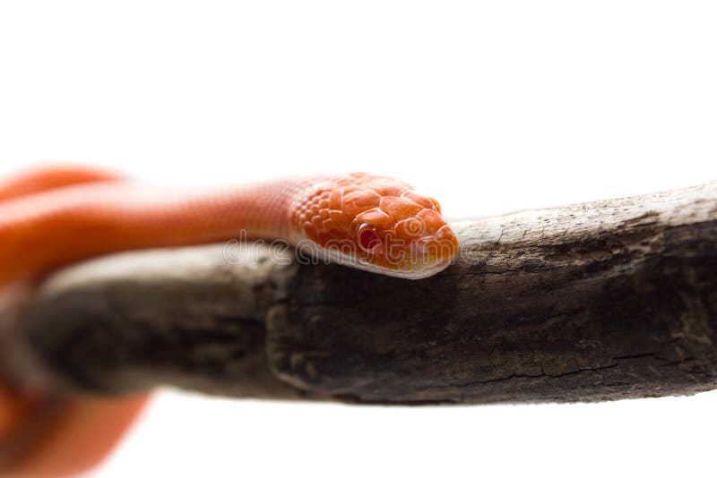 Hypo fire corn snake stock photo. Image of corn, scaly - 73492188
