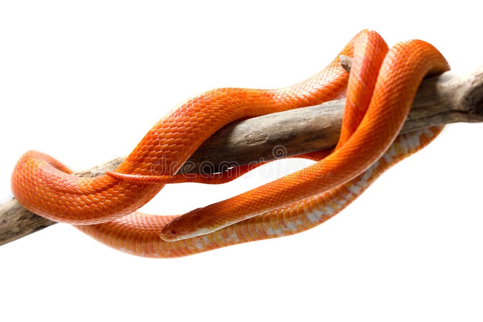 Hypo fire corn snake stock image. Image of snake, cute - 73492195
