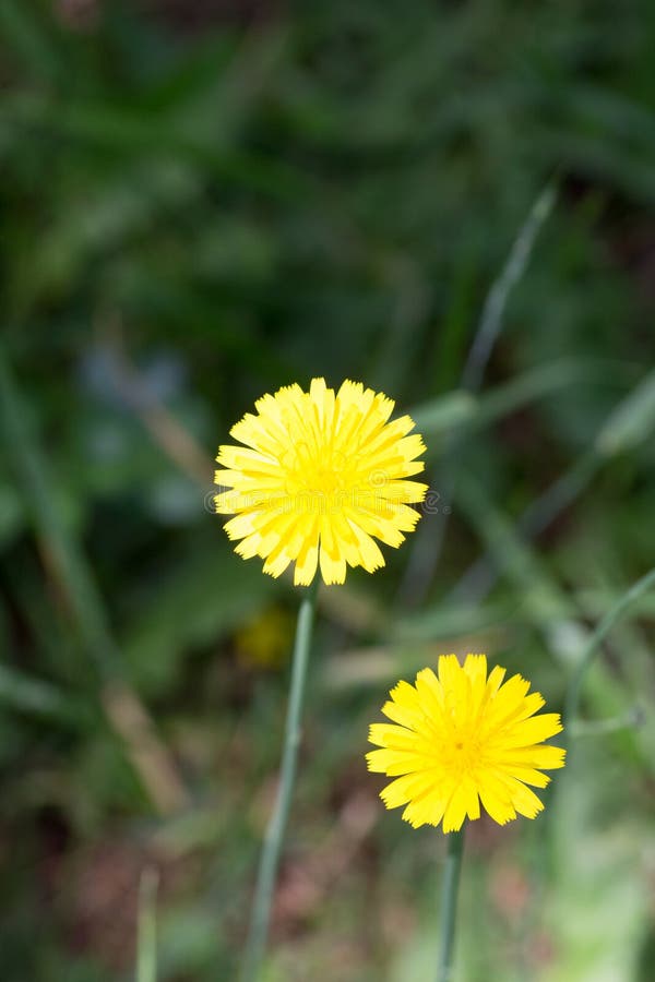 232 Flatweed Stock Photos - Free & Royalty-Free Stock Photos from ...