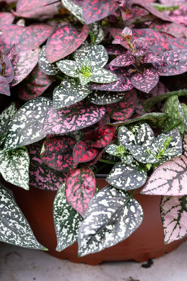 Hypoestes plant in red pot stock photo. Image of pink - 150467460