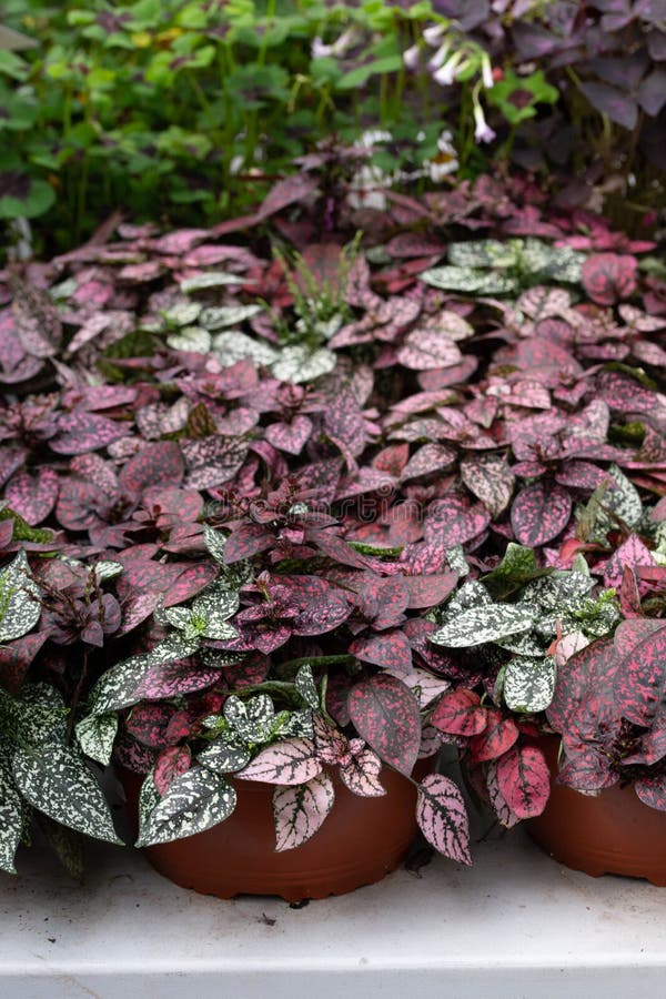 Hypoestes plant stock image. Image of flower, container - 150467463