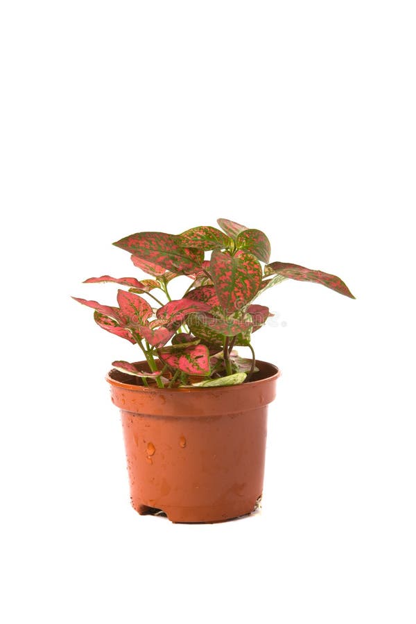 Hypoestes mix stock image. Image of colorful, fresh, elements - 3604337