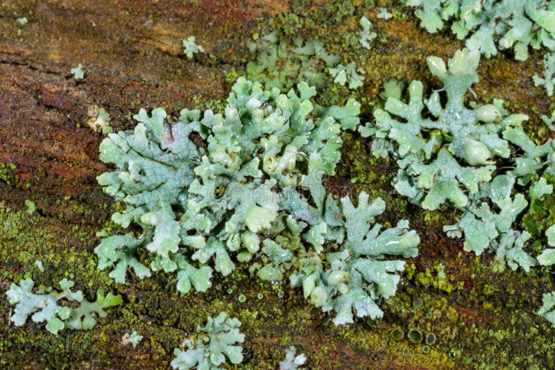 Hypogymnia Physodes, Lichen with a Lamellar Thallus on a Painted ...
