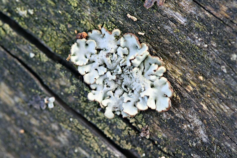 Hypogymnia Physodes and Usnea Filipendula Fishbone Beard Lichen Stock ...