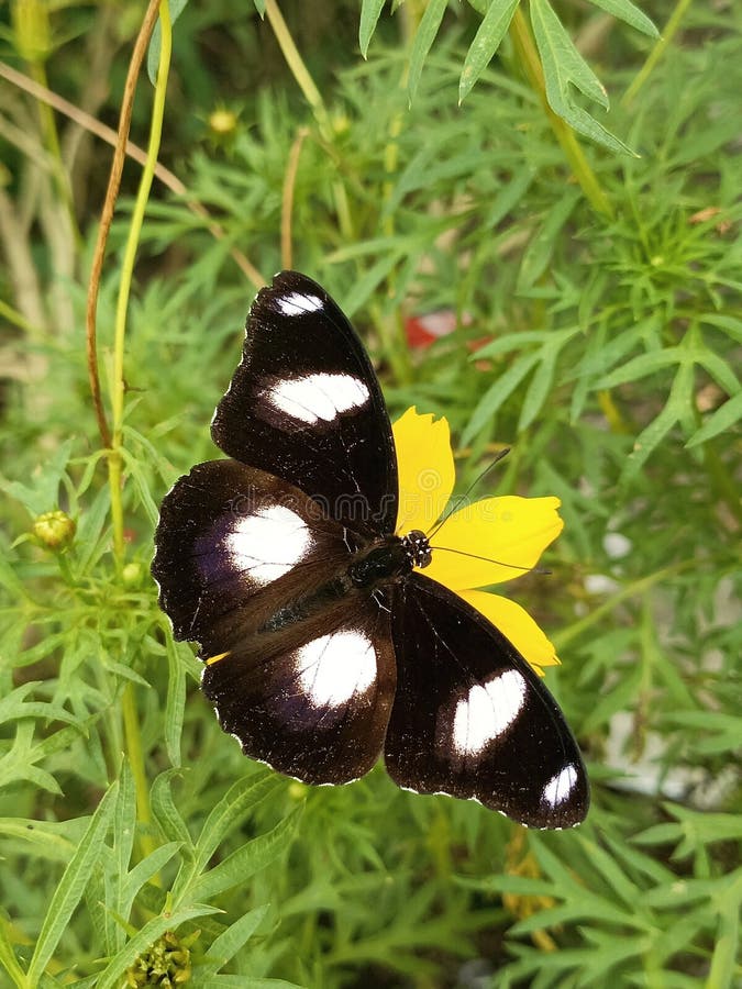 Mssipus Stock Photos - Free & Royalty-Free Stock Photos from Dreamstime