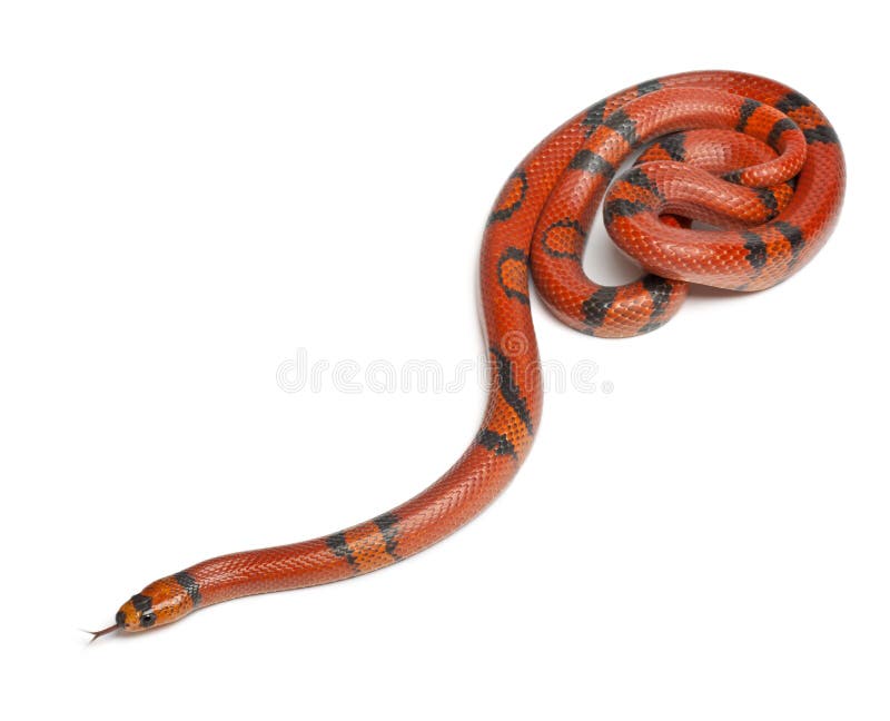 194 Milk Snake Bottom View Stock Photos - Free & Royalty-Free Stock ...