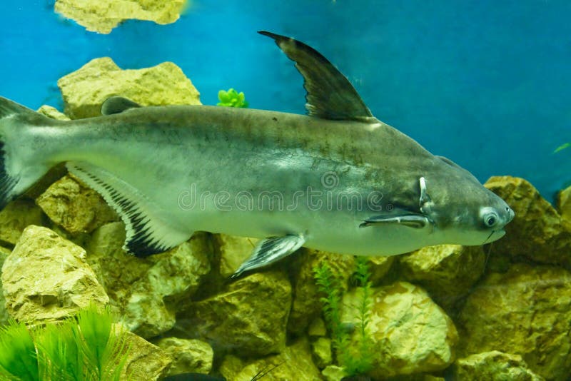 Hypophthalmus De Pangasius De Poissons Photo stock - Image du aquarium ...