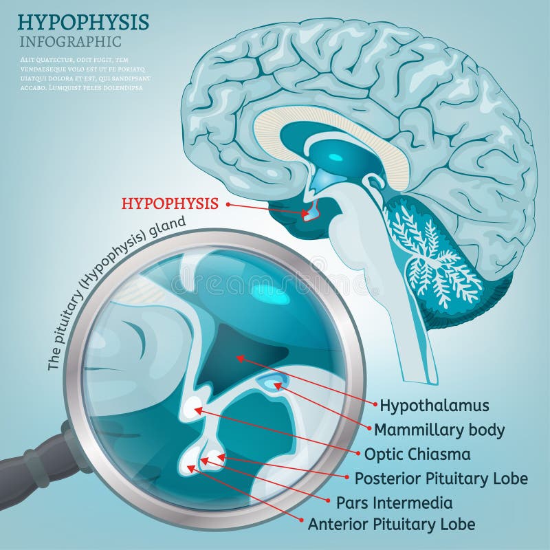 Hypophyse, Hypophyse vektor abbildung. Illustration von nerv - 54982137