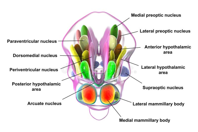 Hypothalamic Nuclei, 3D Illustration Stock Illustration - Illustration ...