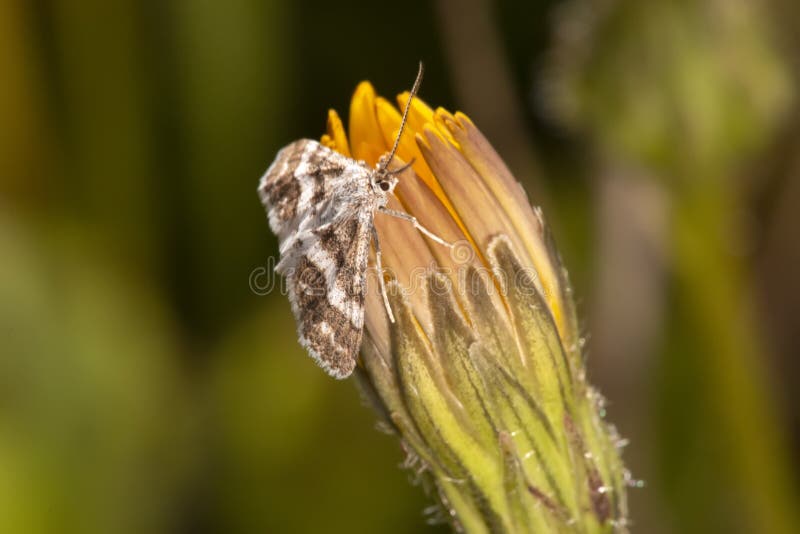 Hypotia corticalis moth stock image. Image of portuguese - 114810259