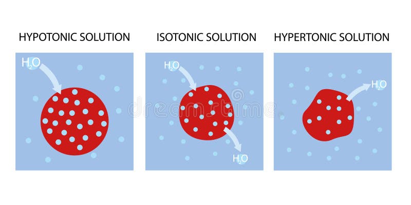 Hypotonic, Isotonic and Hypertonic Solutions Vector. Tonicity and ...