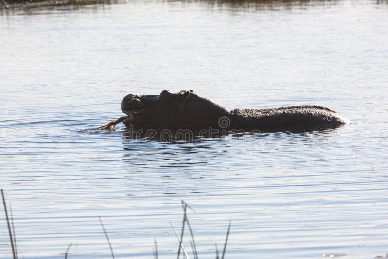 Hyppo in Botswana stock image. Image of drive, animals - 146635075