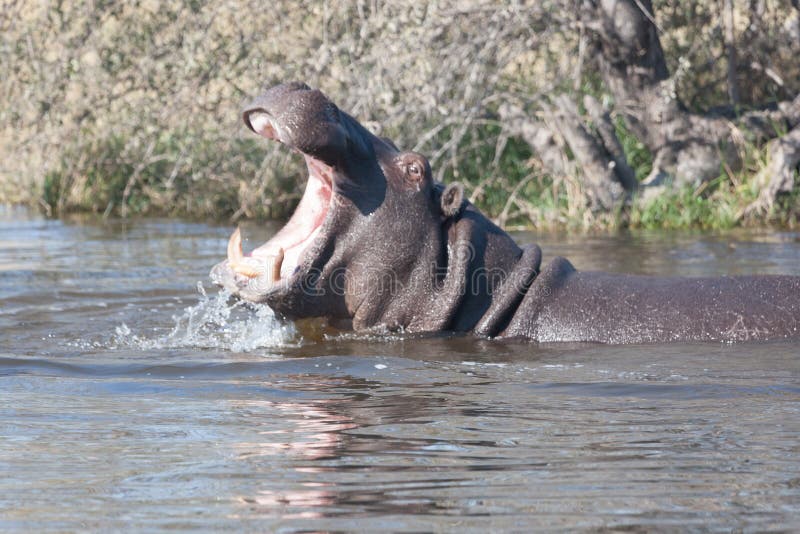 Hyppo in Botswana stock photo. Image of mammal, lake - 153472344