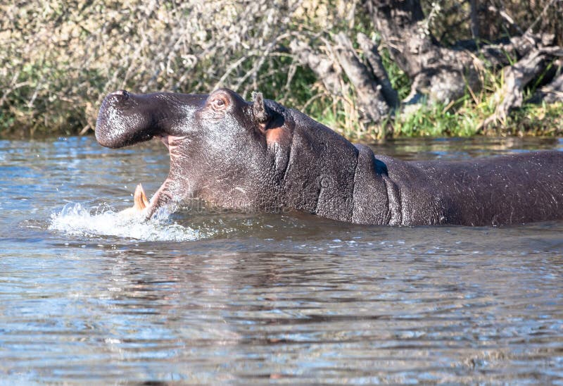 Hyppo in Botswana stock image. Image of game, duck, bird - 159900637