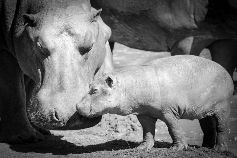 Hippo cub with its mother stock photo. Image of hippo - 59288566