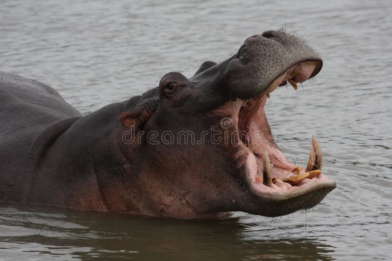 Hyppo, South Africa stock image. Image of asia, hippo - 65159291
