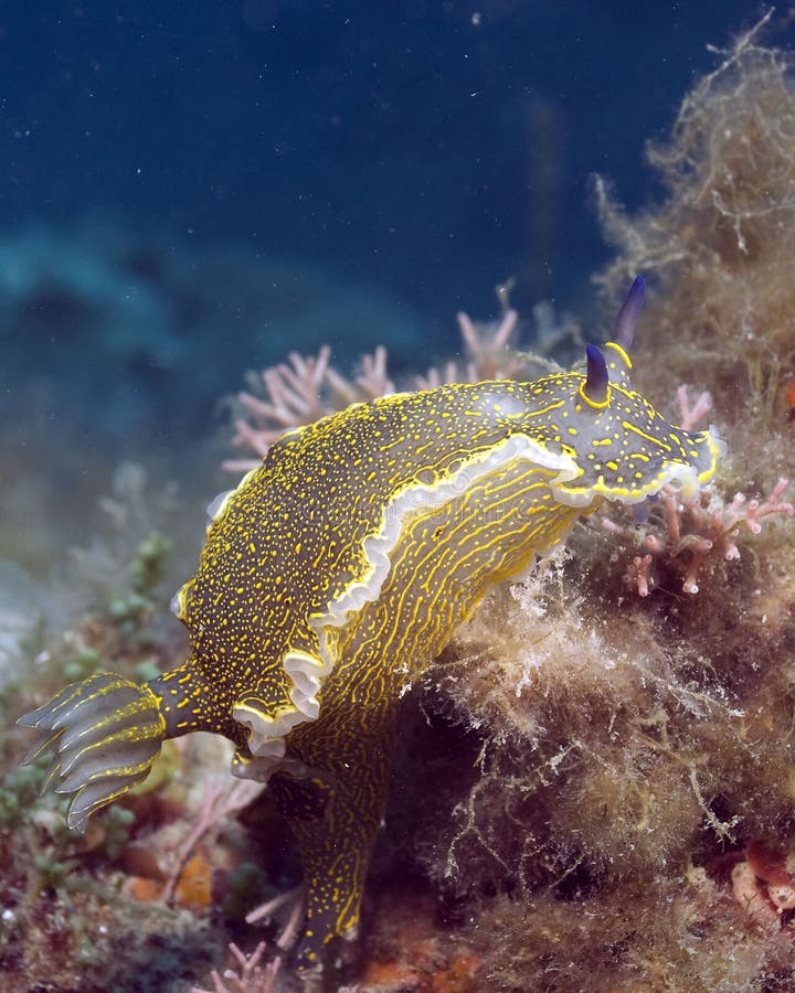 Hypselodoris picta stock image. Image of colorful, nudibranchs - 5796299